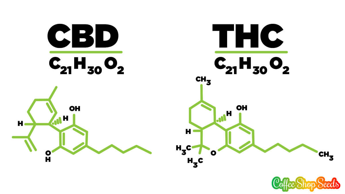 Our Guide To Cbd And Thc Strains Coffee Shop Seeds Cannabis Seeds