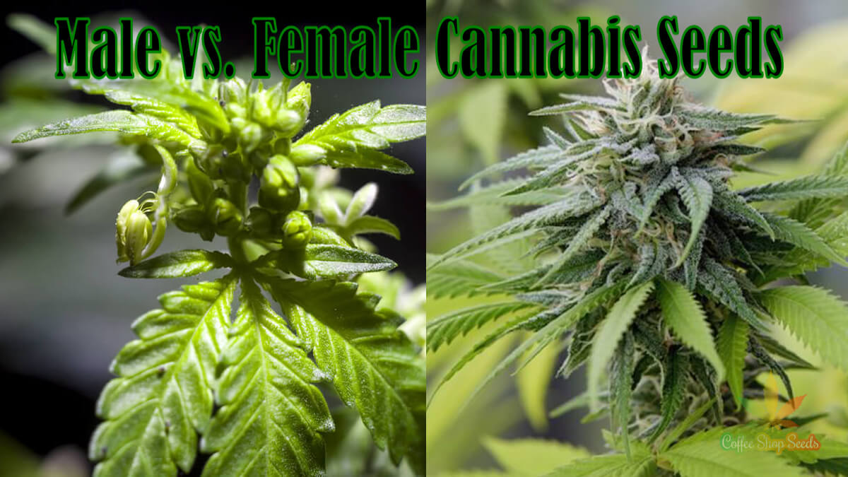 Male Vs Female Cannabis Seeds Coffee Shop Seeds Cannabis Blog